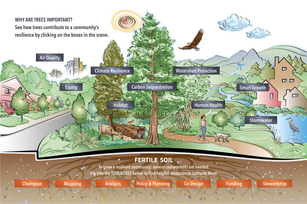 Urban Trees Snohomish Conservation District