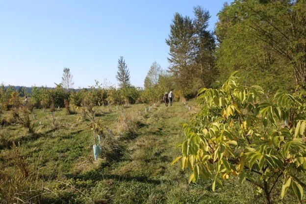 Agroforestry — Snohomish Conservation District
