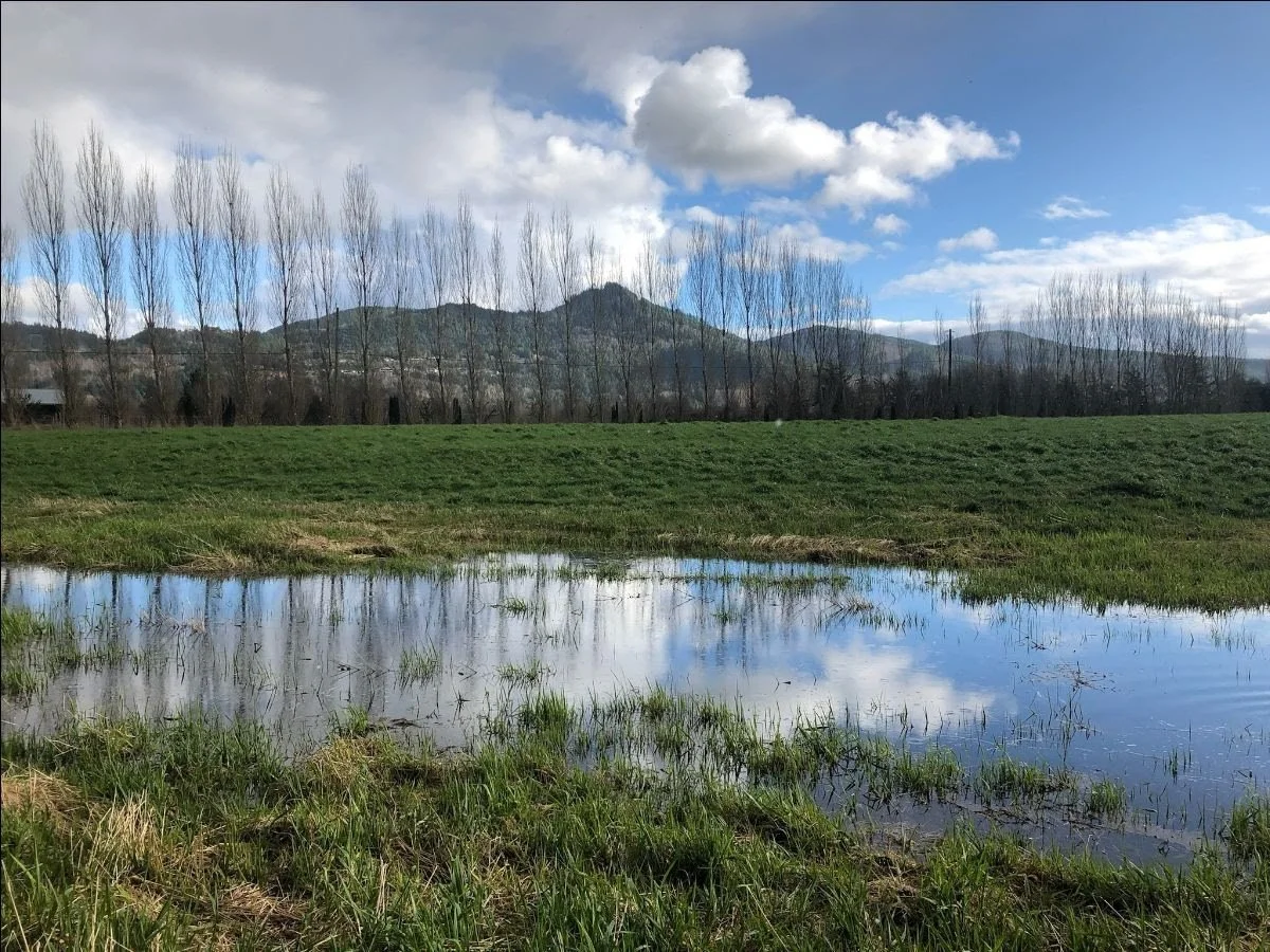 Restoring Connection at Tangled Thicket — Snohomish Conservation District