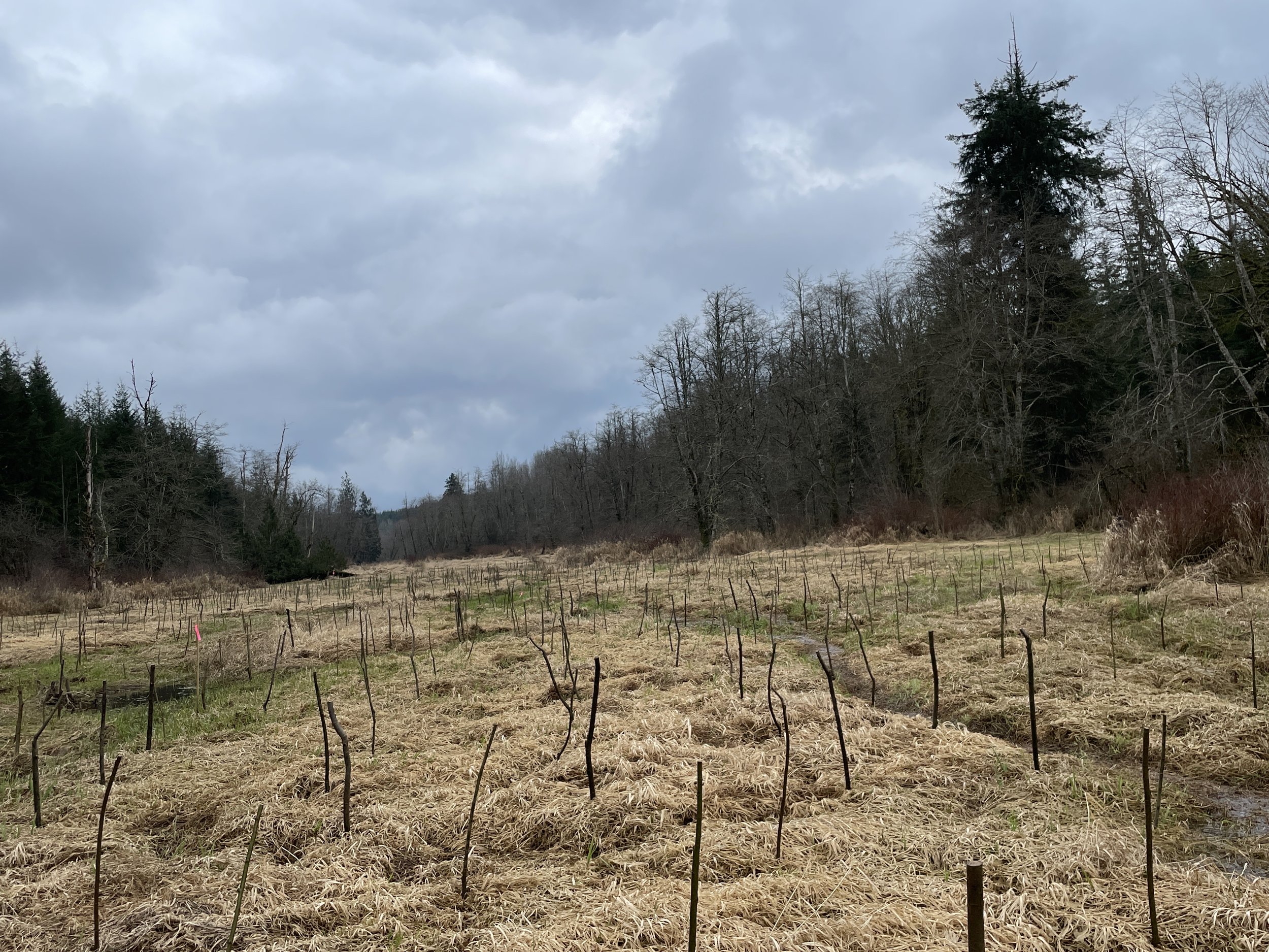 Buffers & Beavers Help Salmon at Pilchuck Tree Farm — Snohomish ...