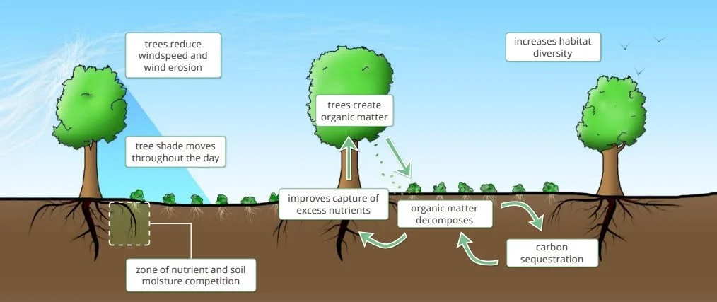 Practice Highlight: Alley Cropping — Snohomish Conservation District