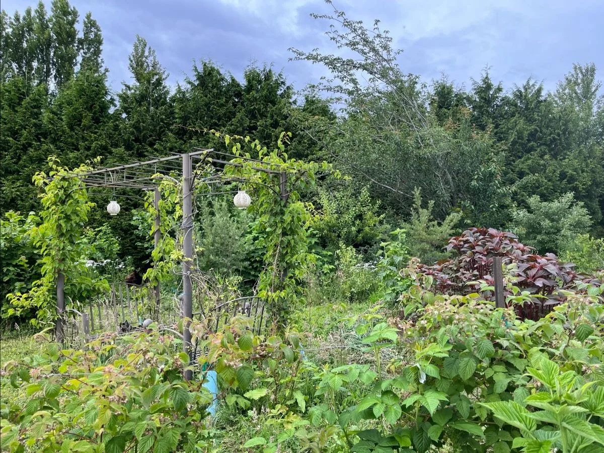 Restoring Connection at Tangled Thicket — Snohomish Conservation District