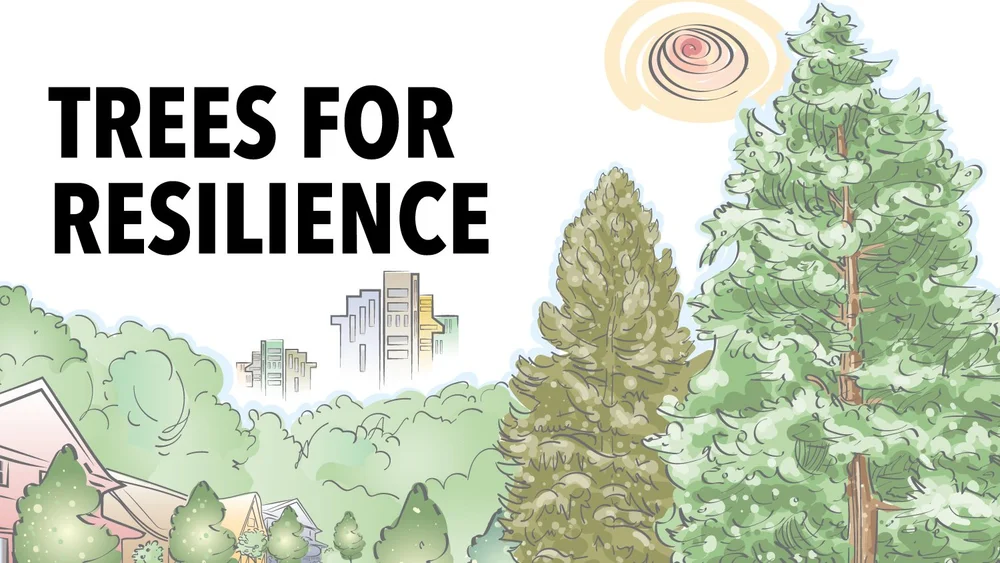 Trees & Stormwater — Snohomish Conservation District