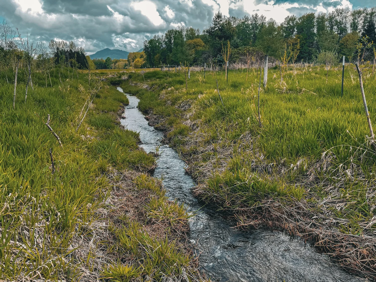 Cultivating Clean Water in Eagle Creek — Snohomish Conservation District