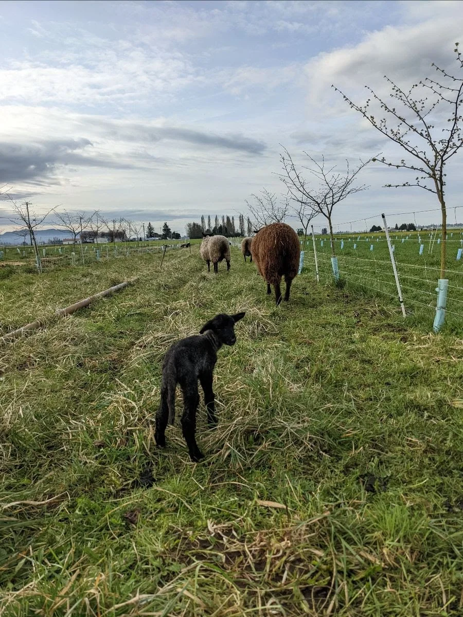 The Science & Beauty of Silvopasture — Snohomish Conservation District