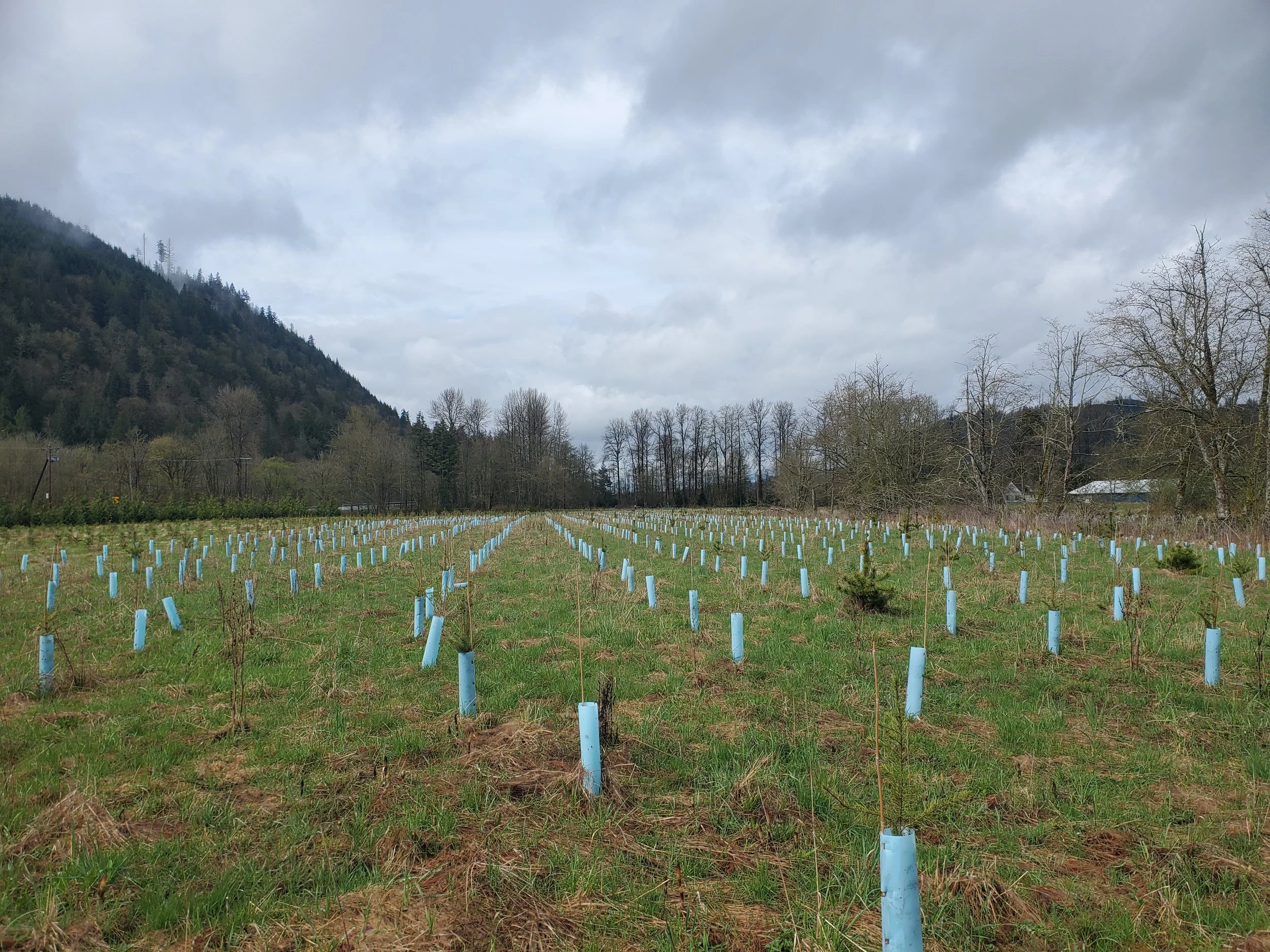 Streamside Restoration Projects 101 — Snohomish Conservation District