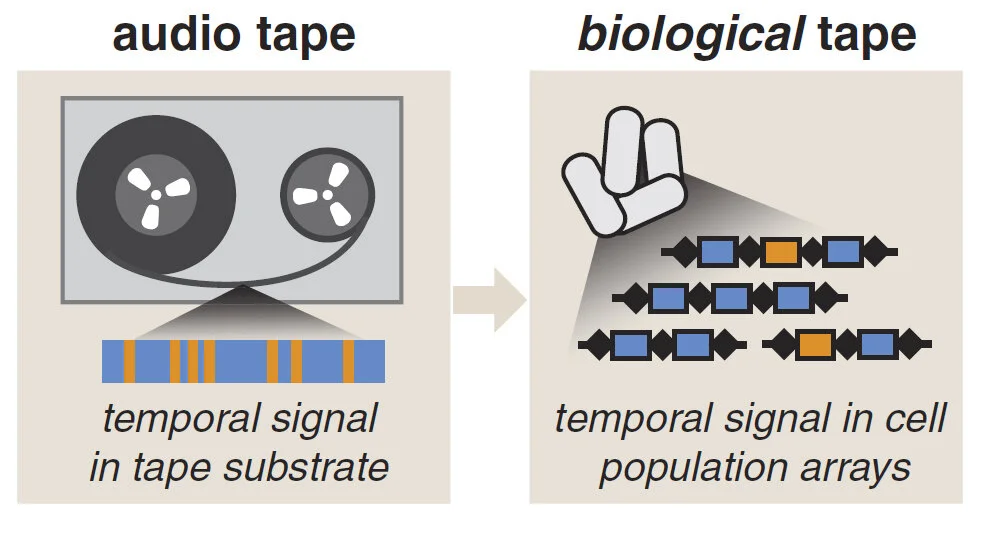 Publications — Wang Lab