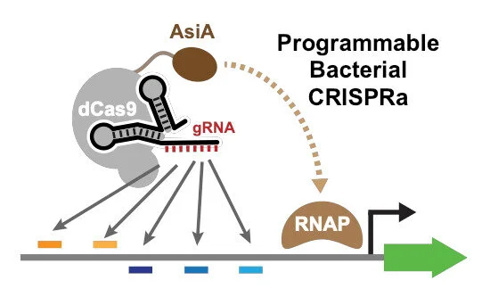 Publications — Wang Lab