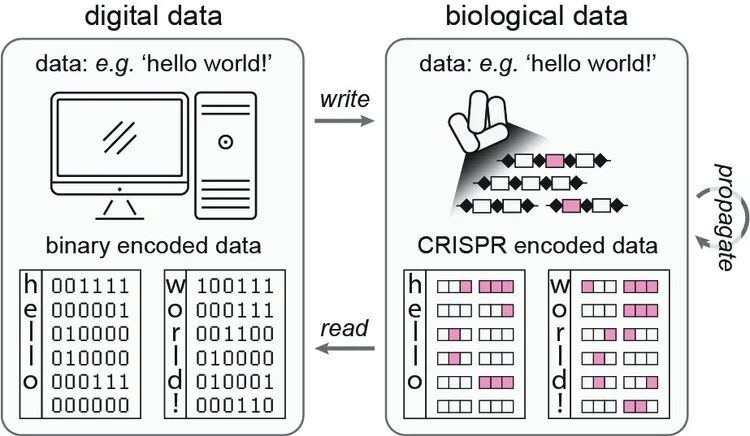 Publications — Wang Lab