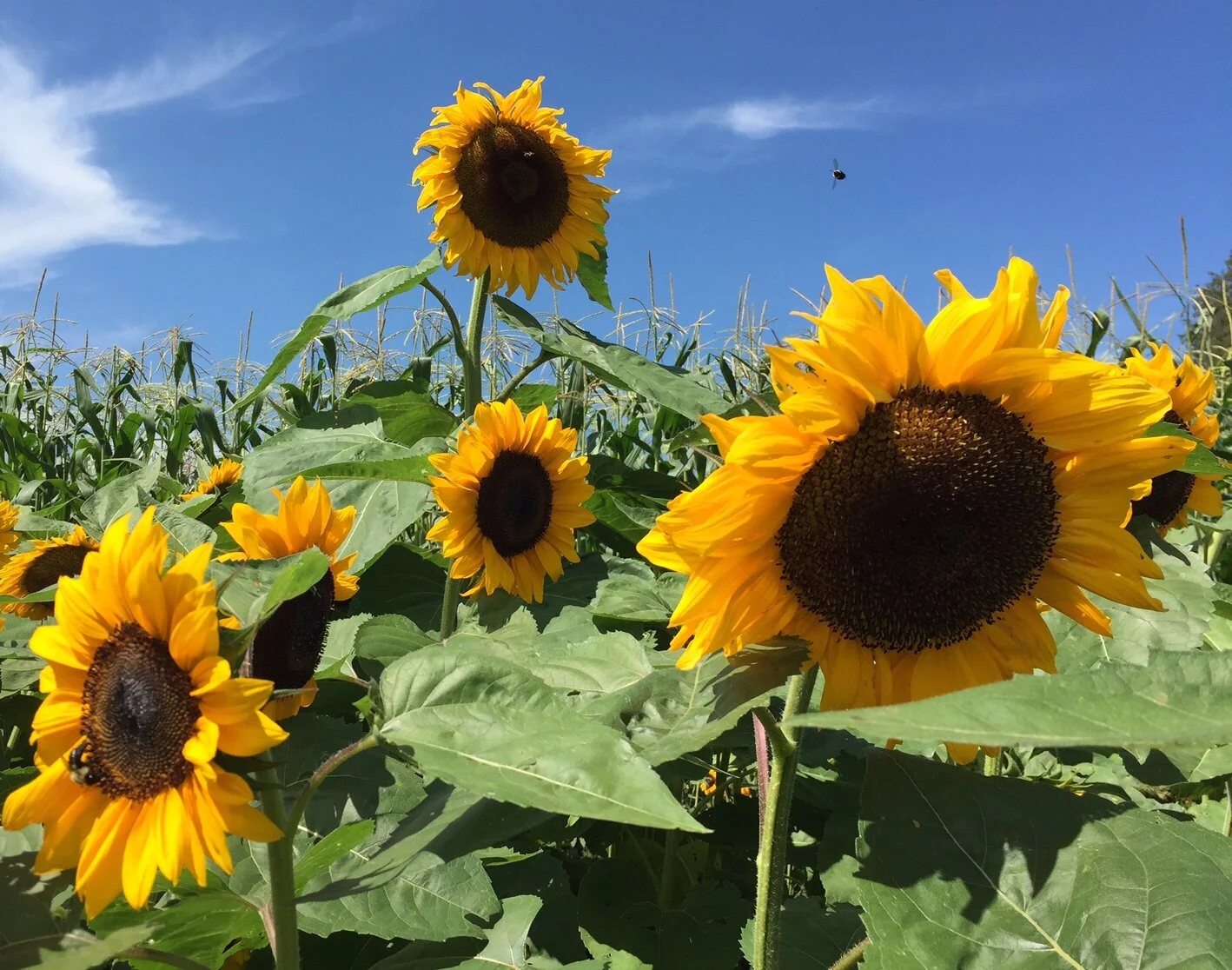 Farmland Conservation — Picadilly Farm