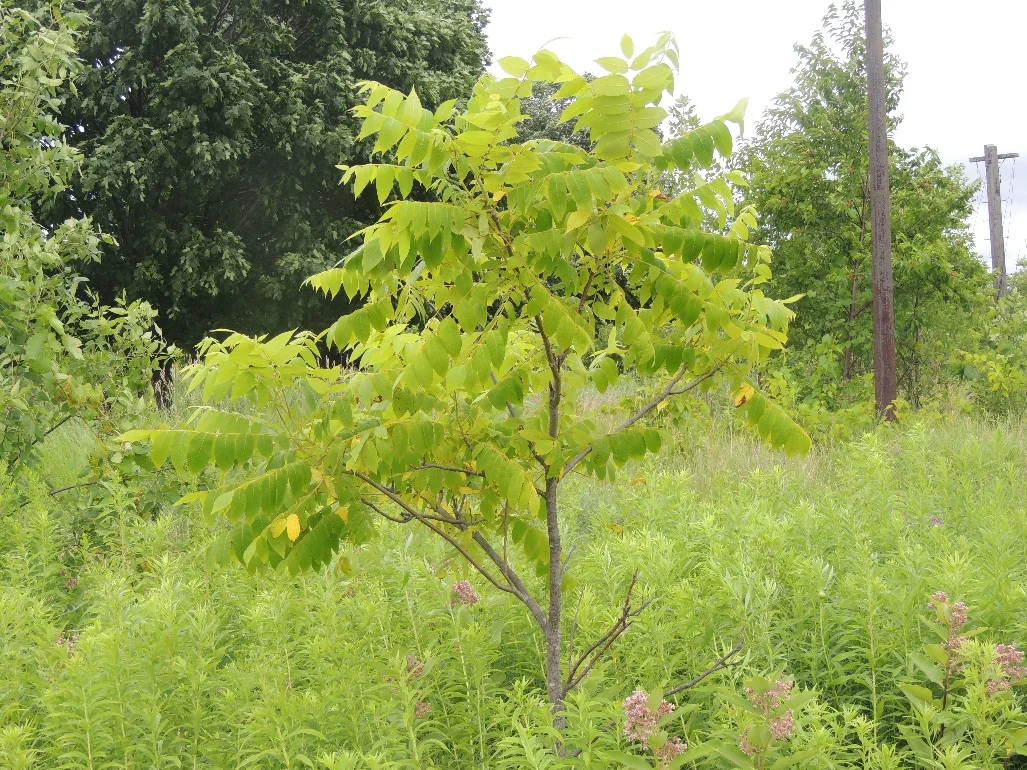 Ontario Species at Risk — McKinley Environmental Solutions