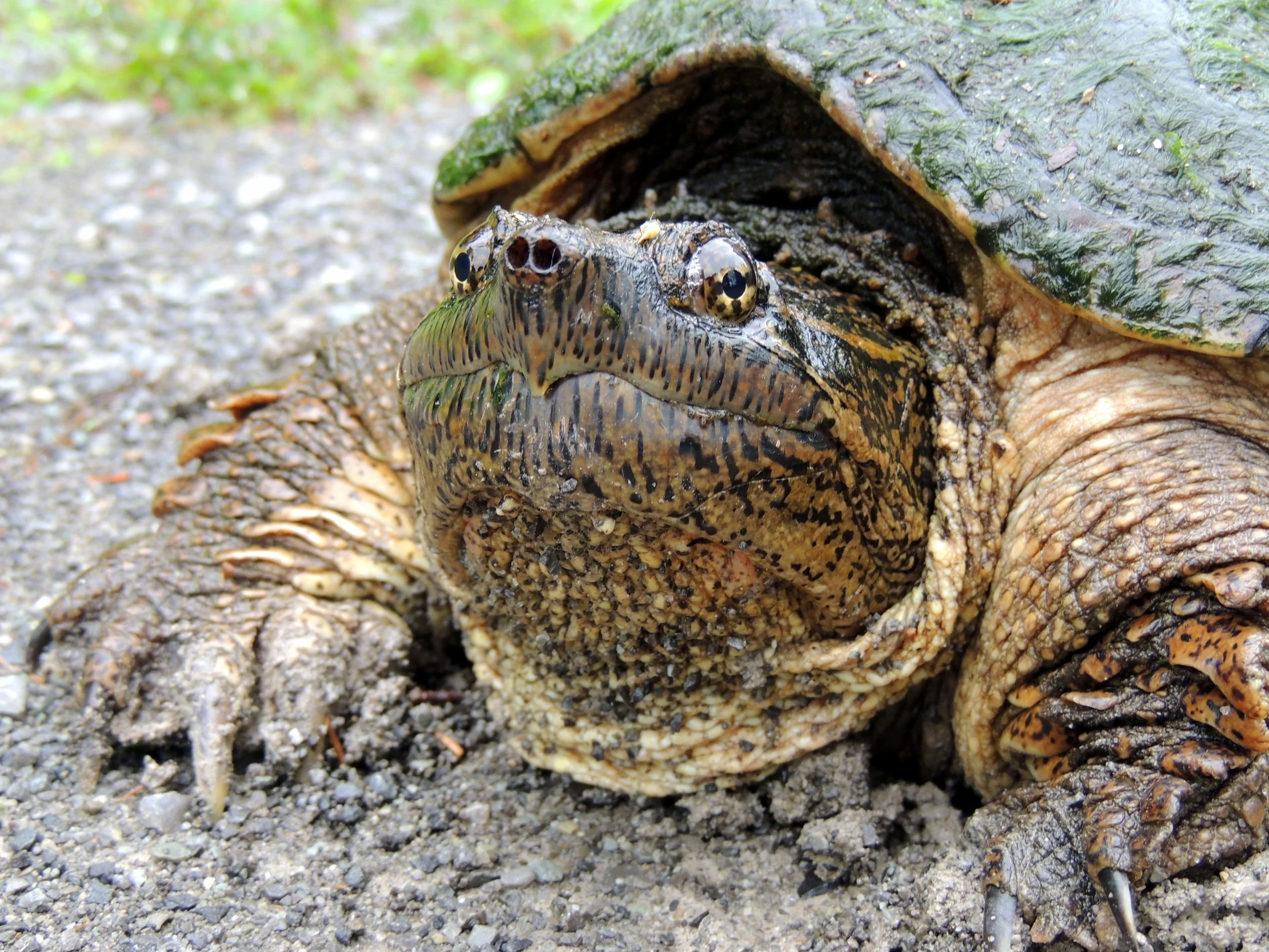 Ontario Species at Risk — McKinley Environmental Solutions
