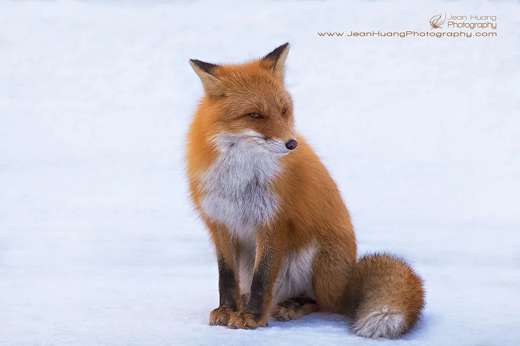 We Fell into Fox Heaven in Hokkaido, Japan - Los Angeles Travel ...