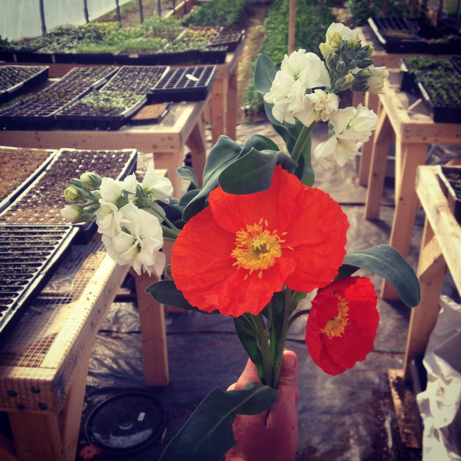 Our Flowers — East of Eden Flower Farm