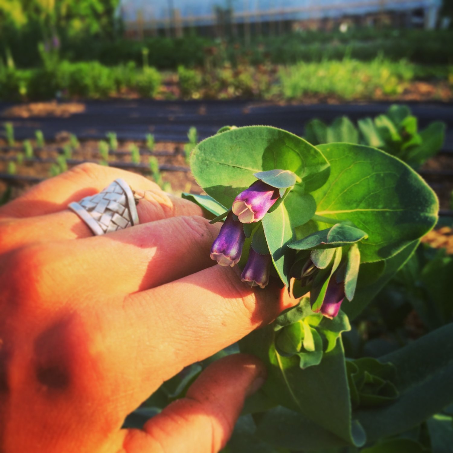 Our Flowers — East of Eden Flower Farm