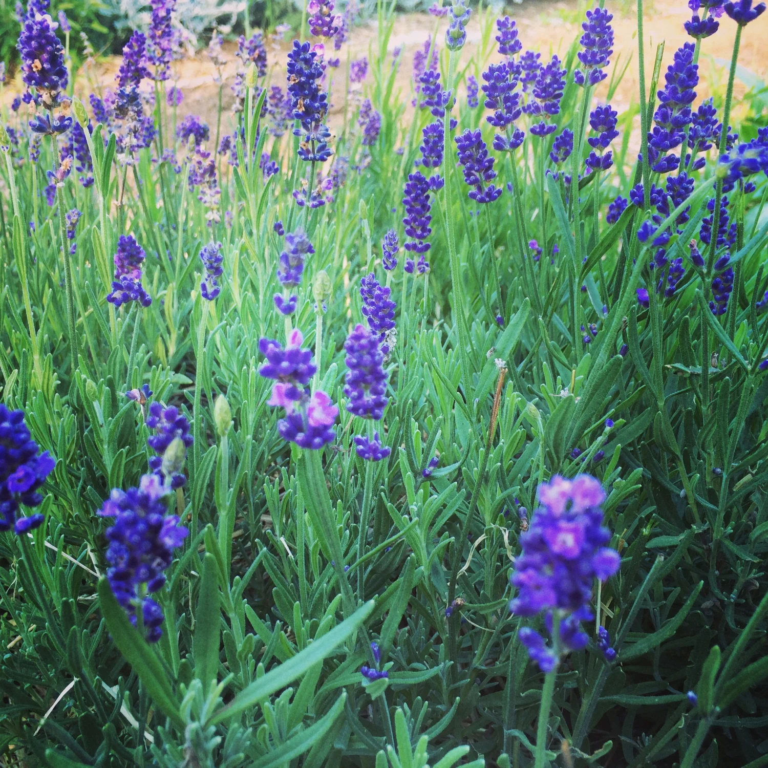 Our Flowers — East of Eden Flower Farm