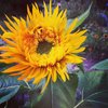 Our Flowers — East of Eden Flower Farm