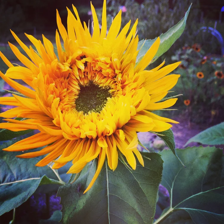 Our Flowers — East of Eden Flower Farm