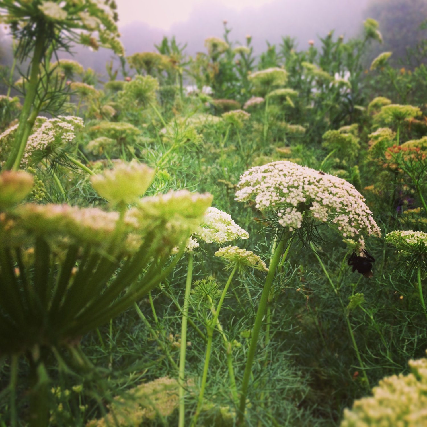 Our Flowers — East of Eden Flower Farm