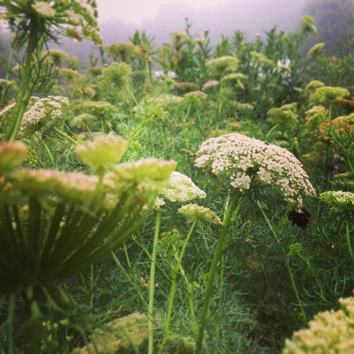 Our Flowers — East of Eden Flower Farm