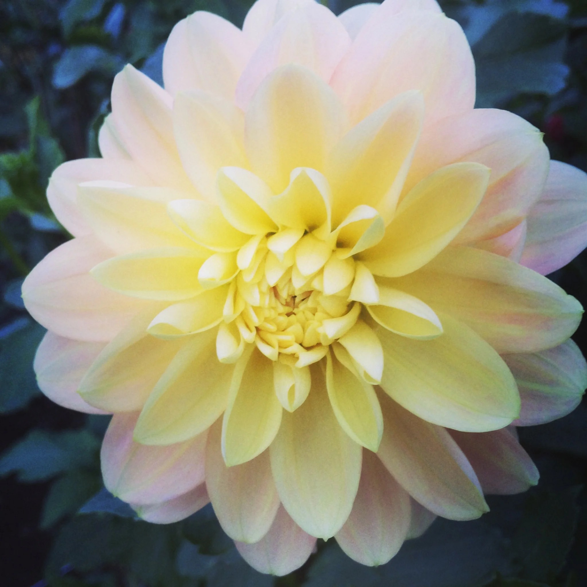 Our Flowers — East of Eden Flower Farm