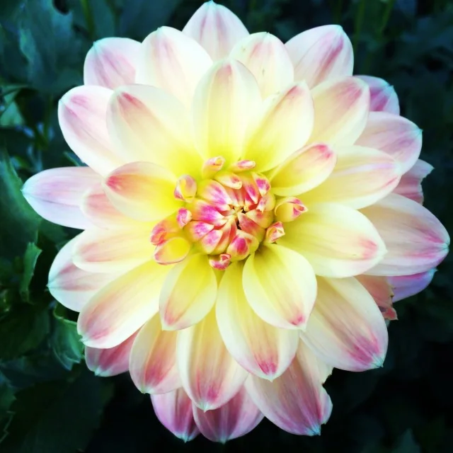Our Flowers — East of Eden Flower Farm