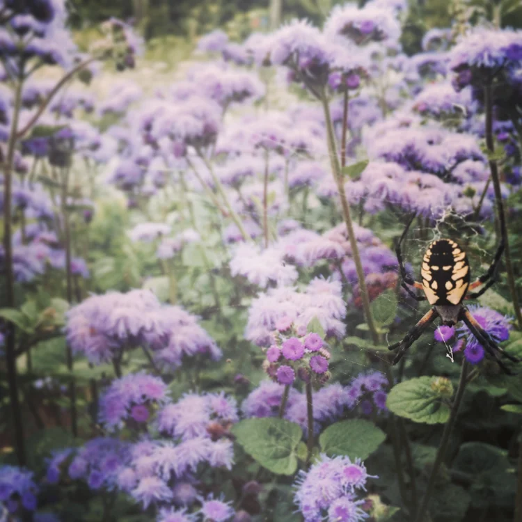 Our Flowers — East of Eden Flower Farm