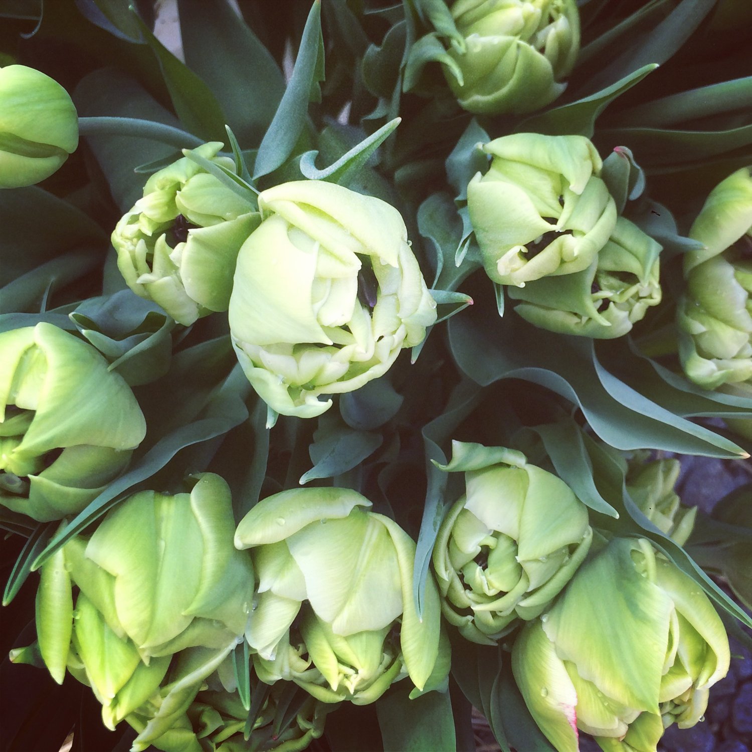 Our Flowers — East of Eden Flower Farm