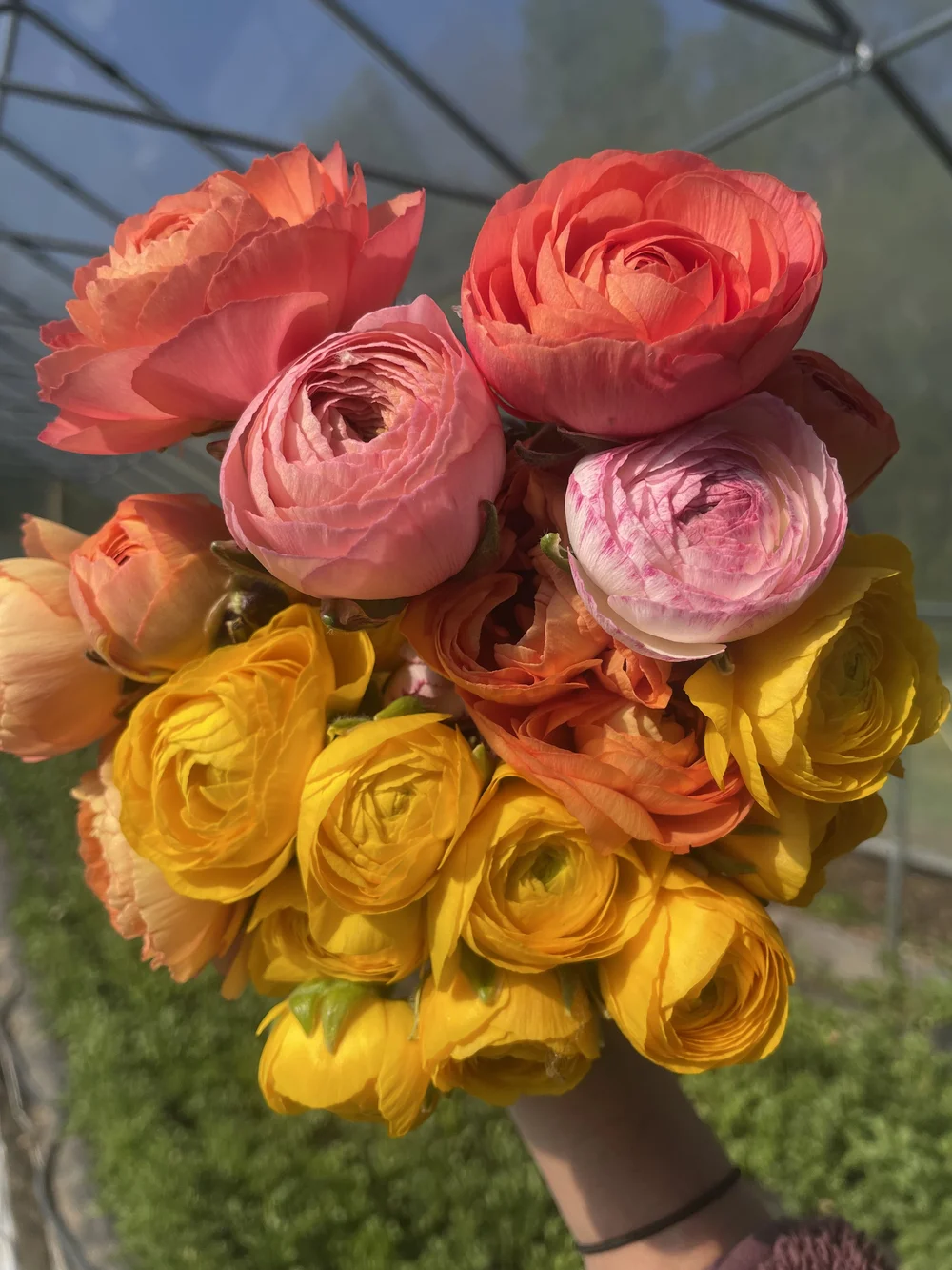 The Farm — East of Eden Flower Farm