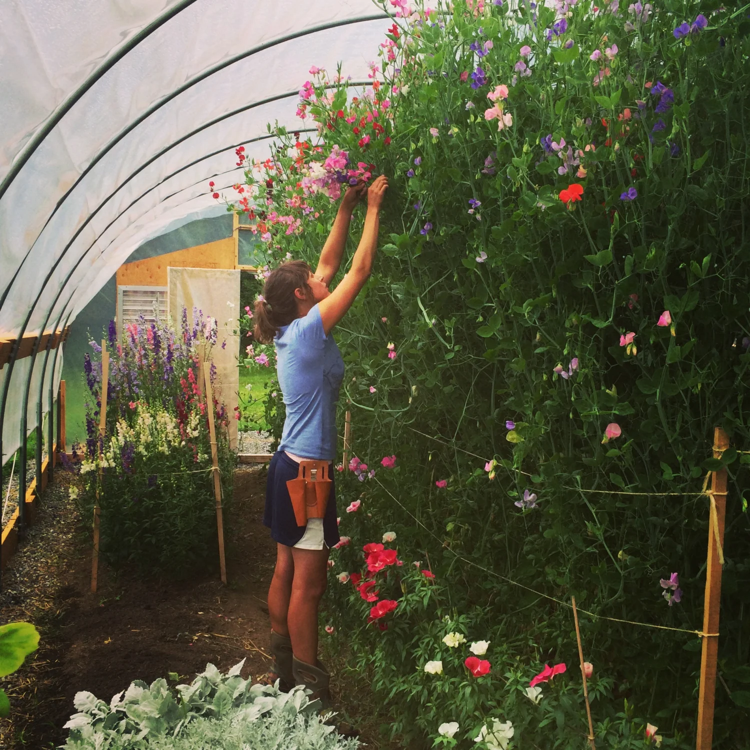 The Farm — East of Eden Flower Farm