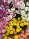Our Flowers — East of Eden Flower Farm