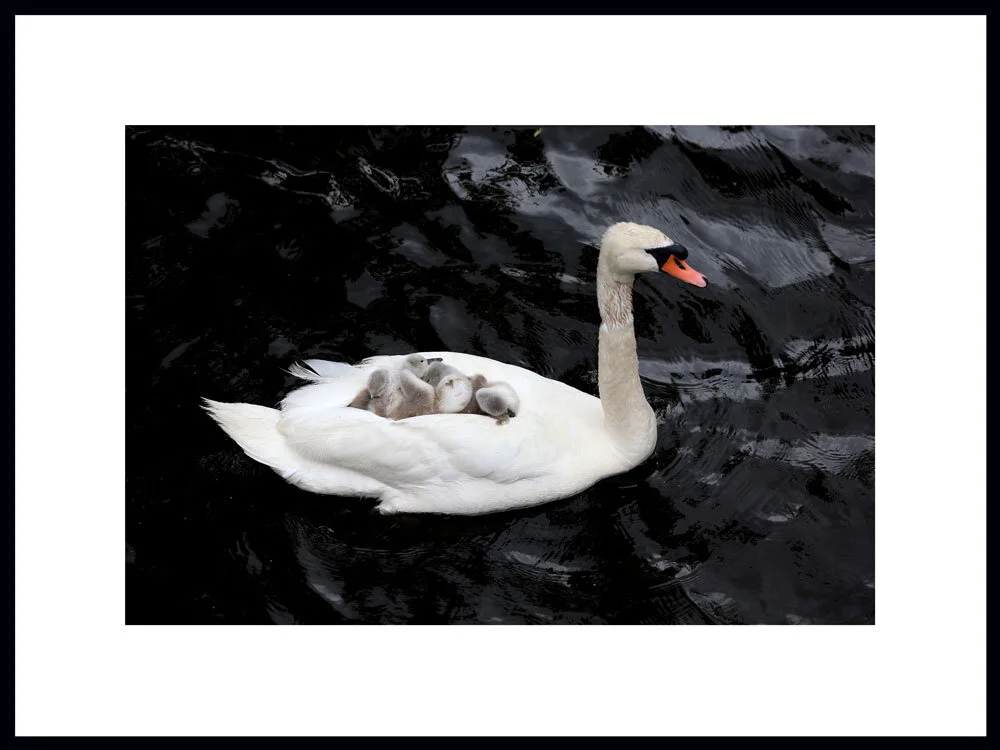 Father and Cygnets — Dorian Color | Hunt's Photo & Video