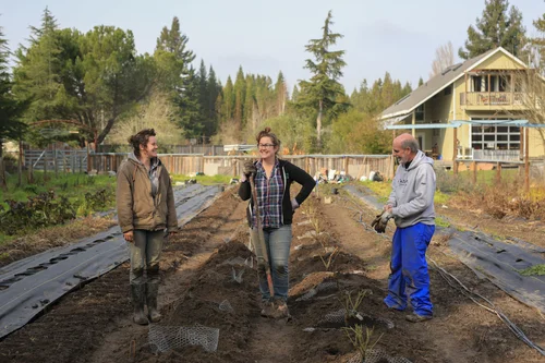 How To Plant Bare-Root Roses — B-Side Farm