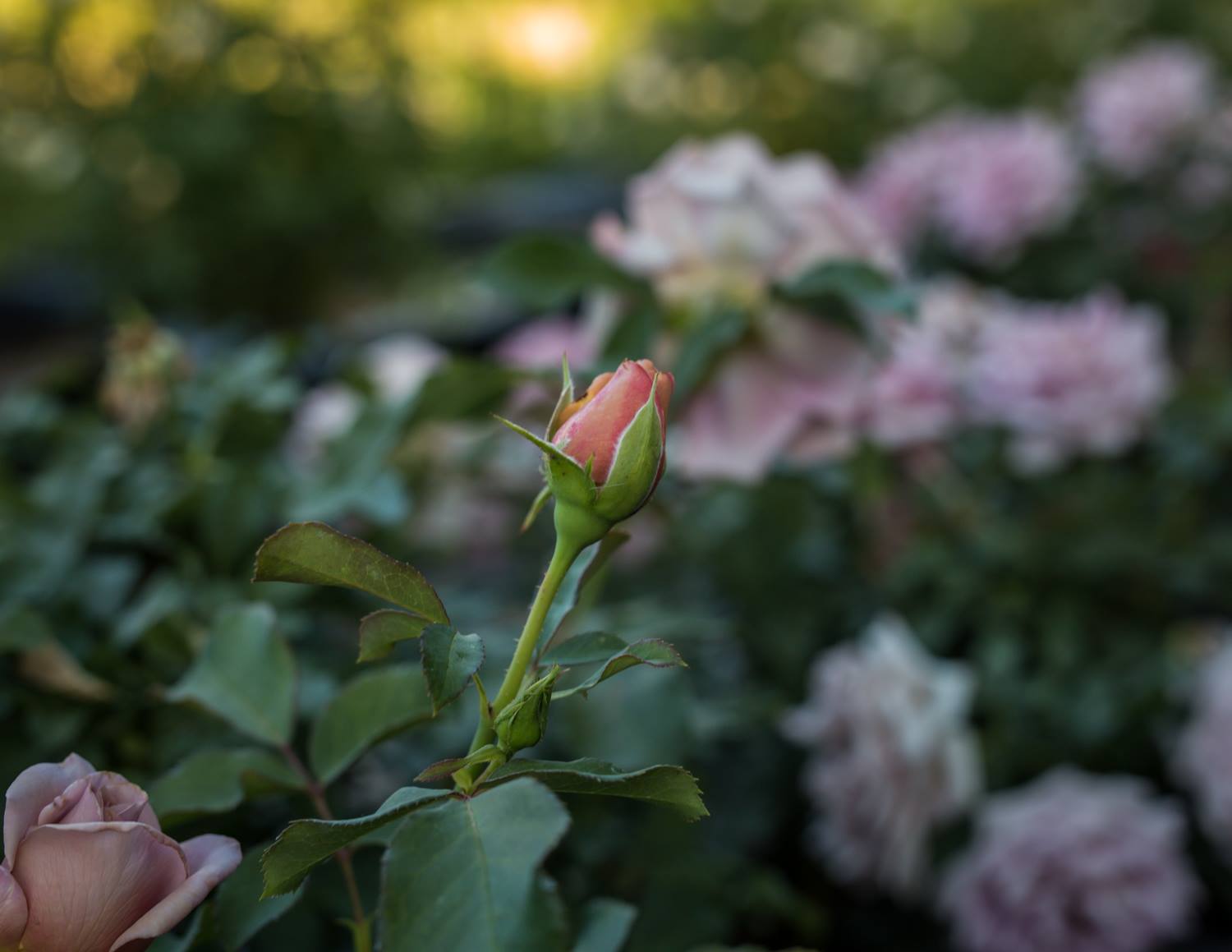 Ask The Experts: Q&A On Starting A Flower Farm & Floral Design Business ...