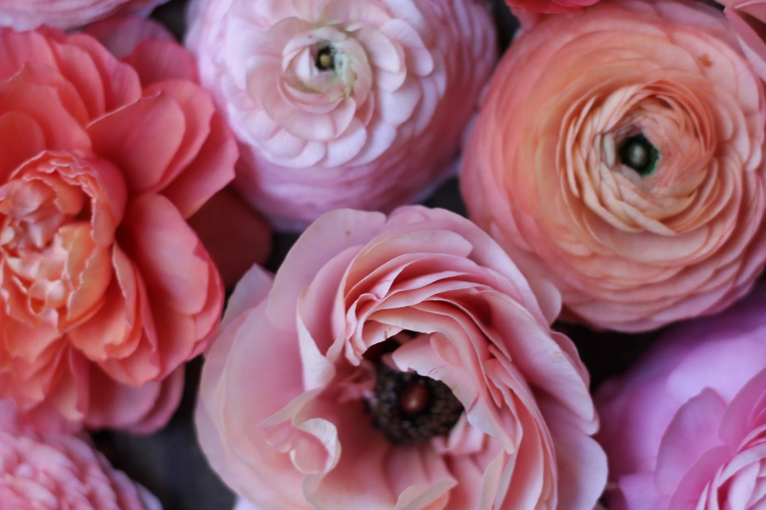 B-Side Farm & Floral Design blog on flowers, farming, weddings, and ...