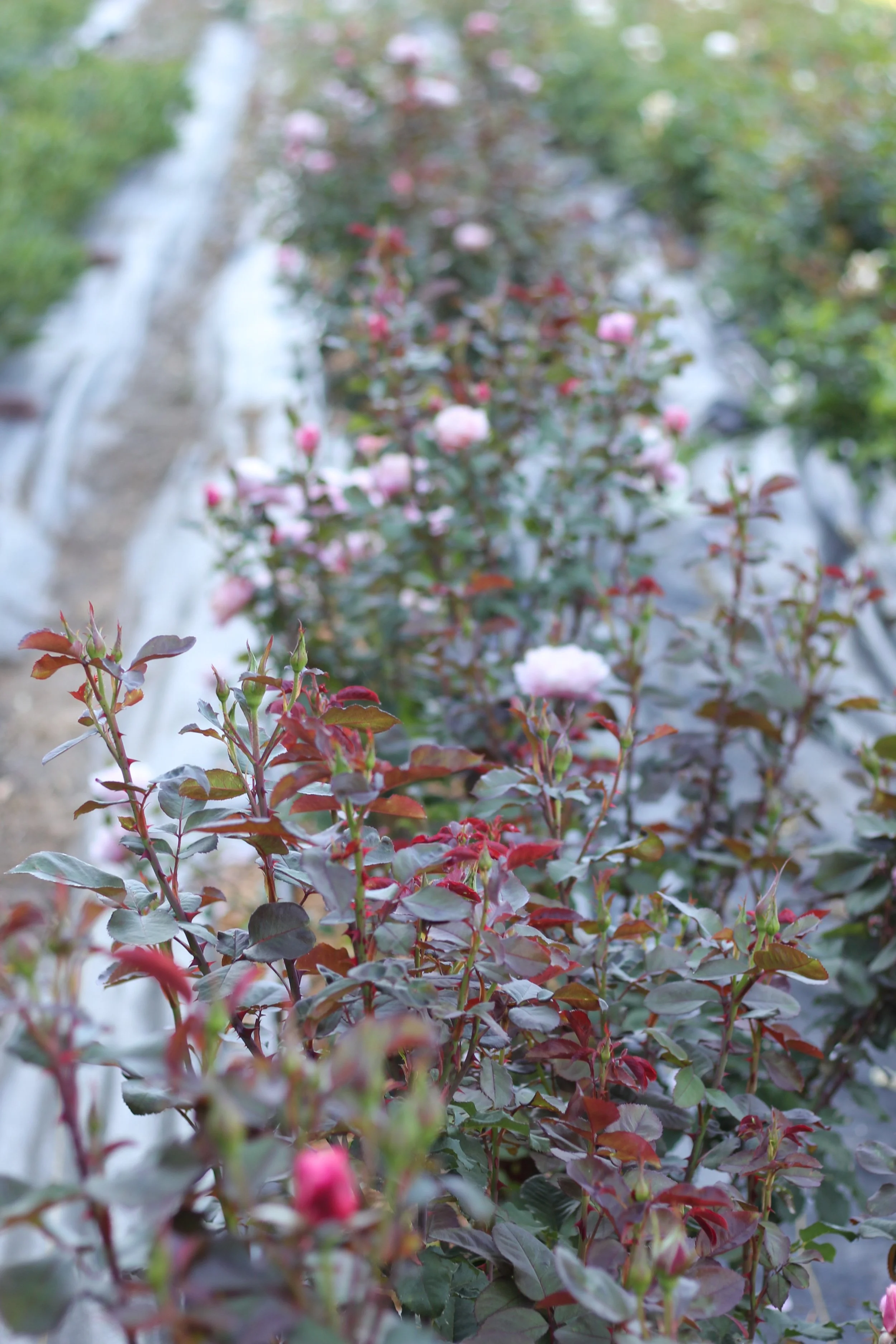 2018 In Review — B-Side Farm