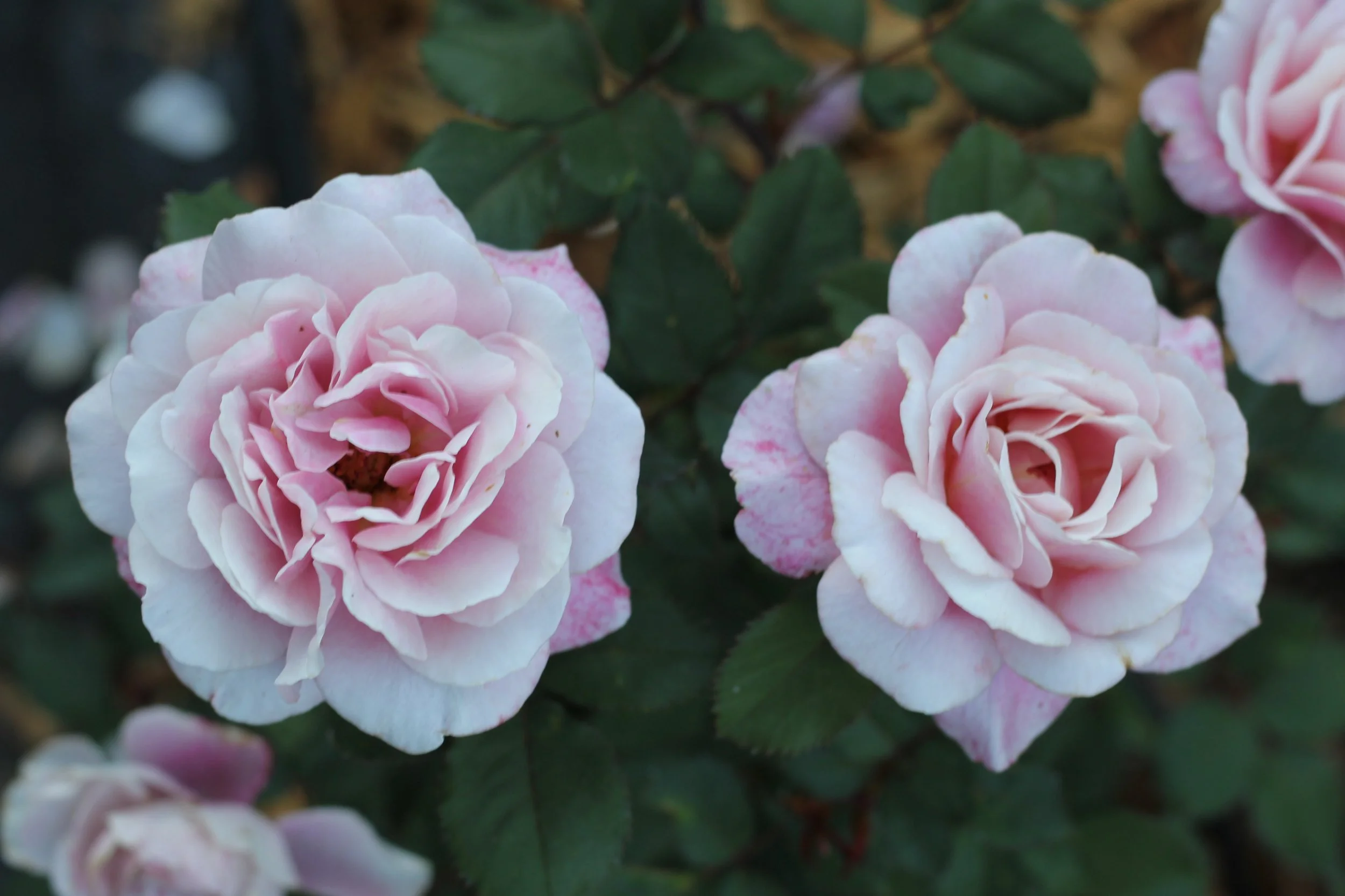 2018 In Review — B-Side Farm