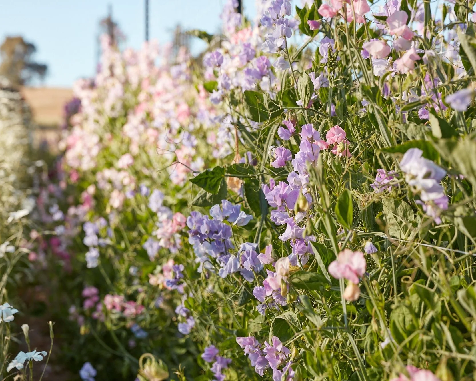 Workshops — B-Side Farm