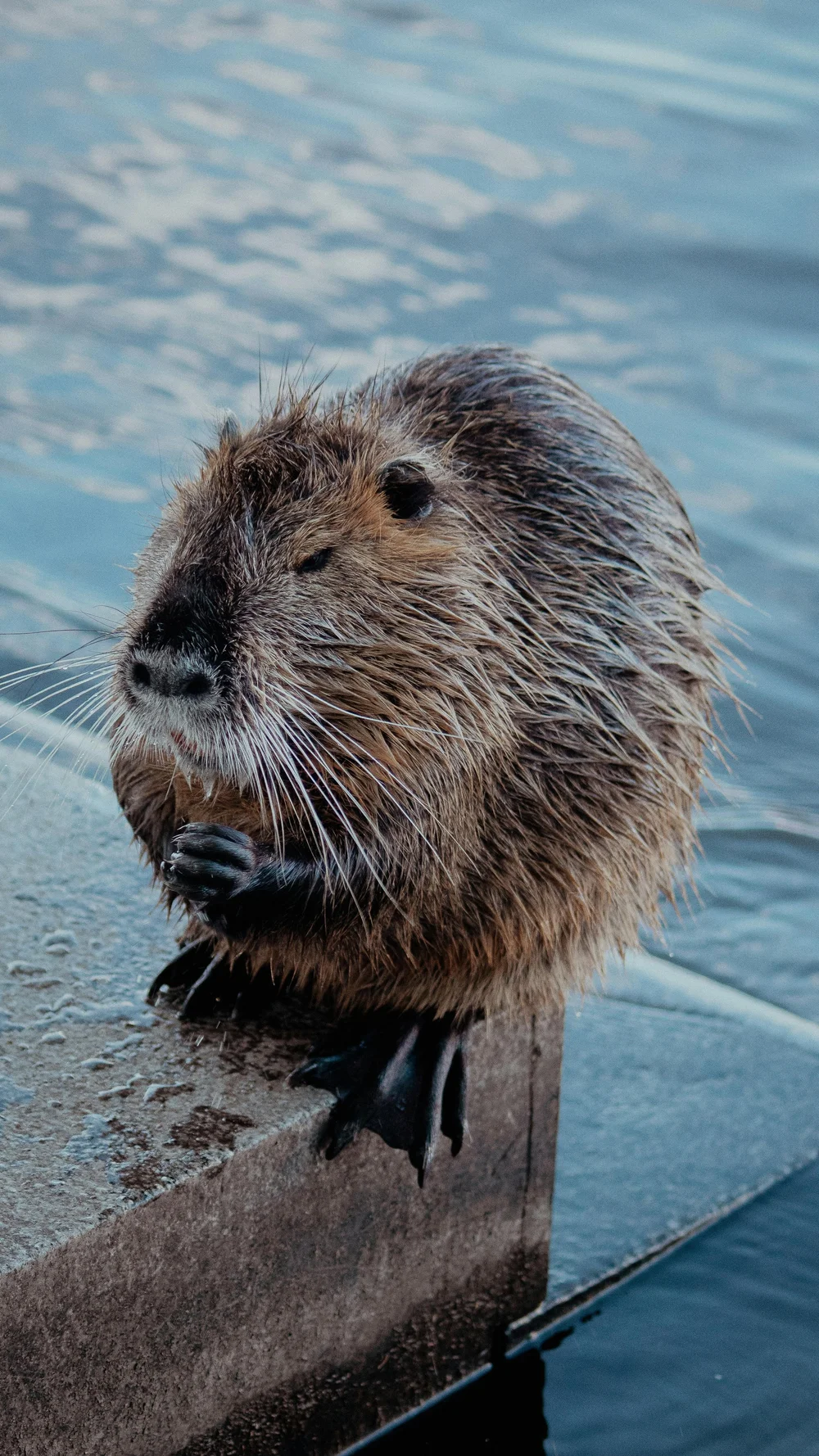 Invasive Species Spotlight: The Nutria — LOOP NOLA