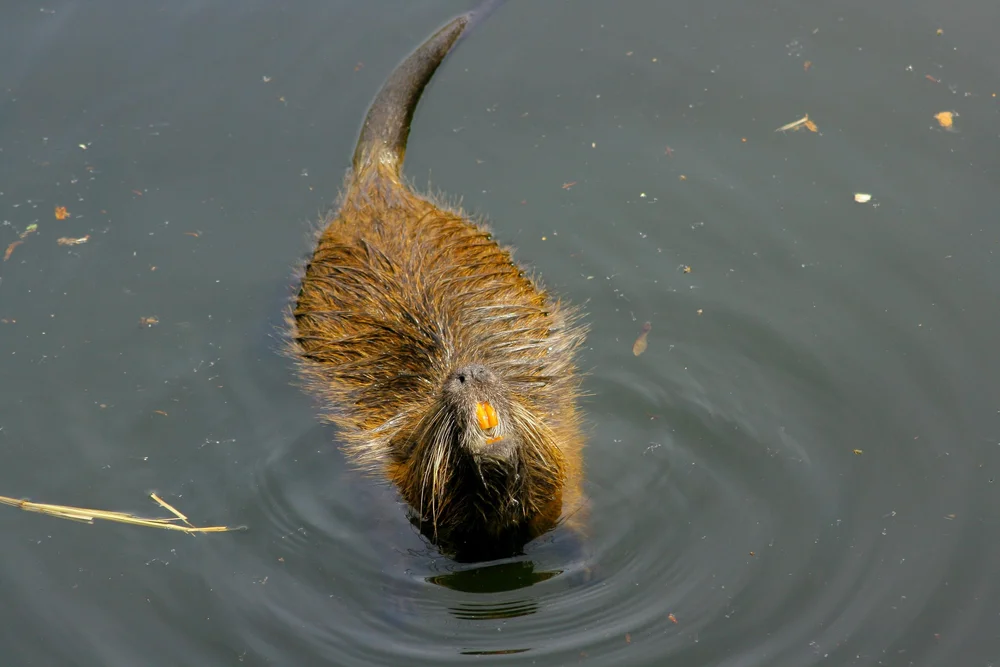 Invasive Species Spotlight: The Nutria — LOOP NOLA