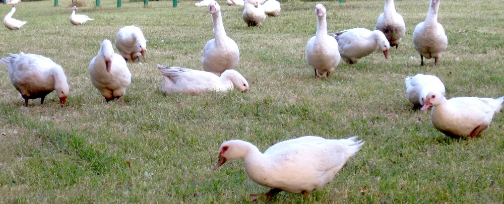 Northern Italy Farmhouse Veneto | Ca' de Memi — Holiday Farmhouse in ...