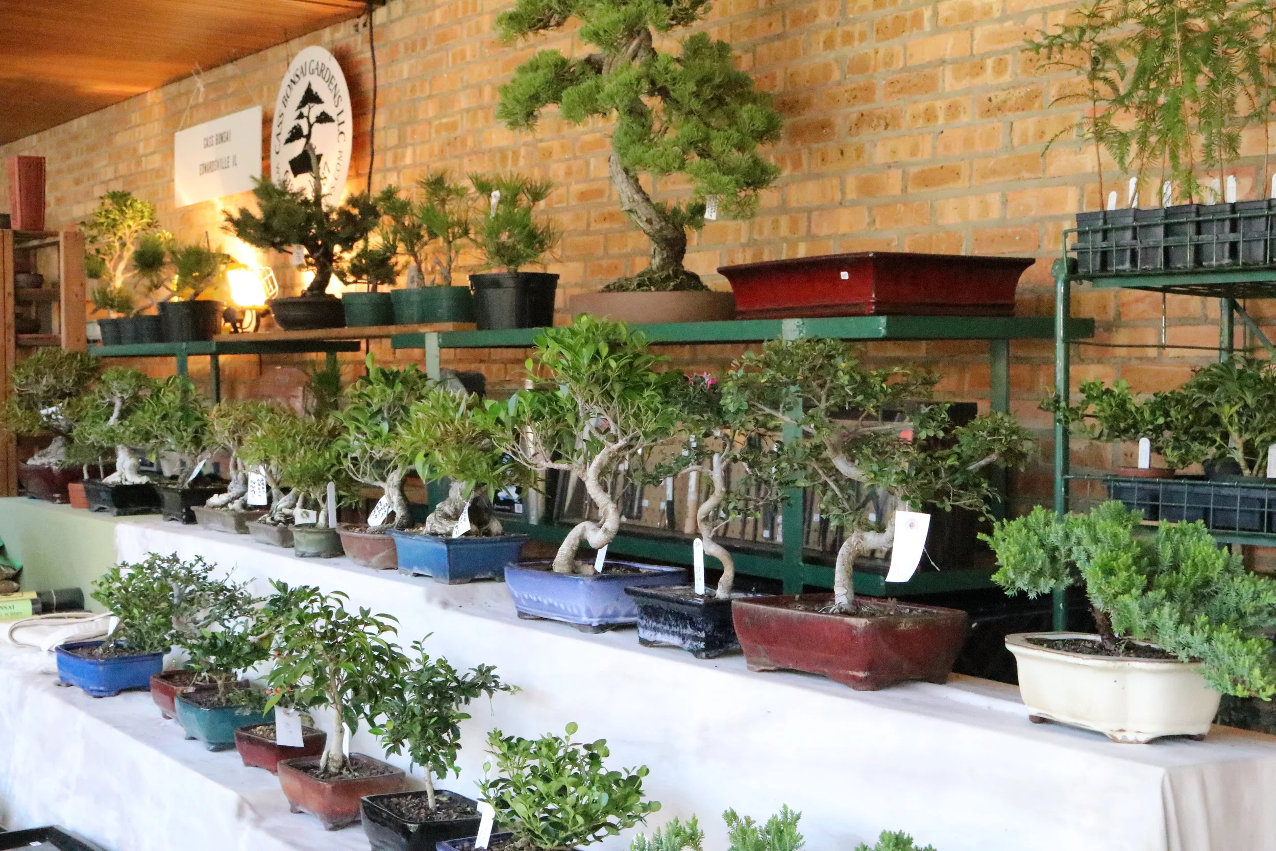August Exhibition — Midwest Bonsai Society