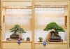 August Exhibition — Midwest Bonsai Society