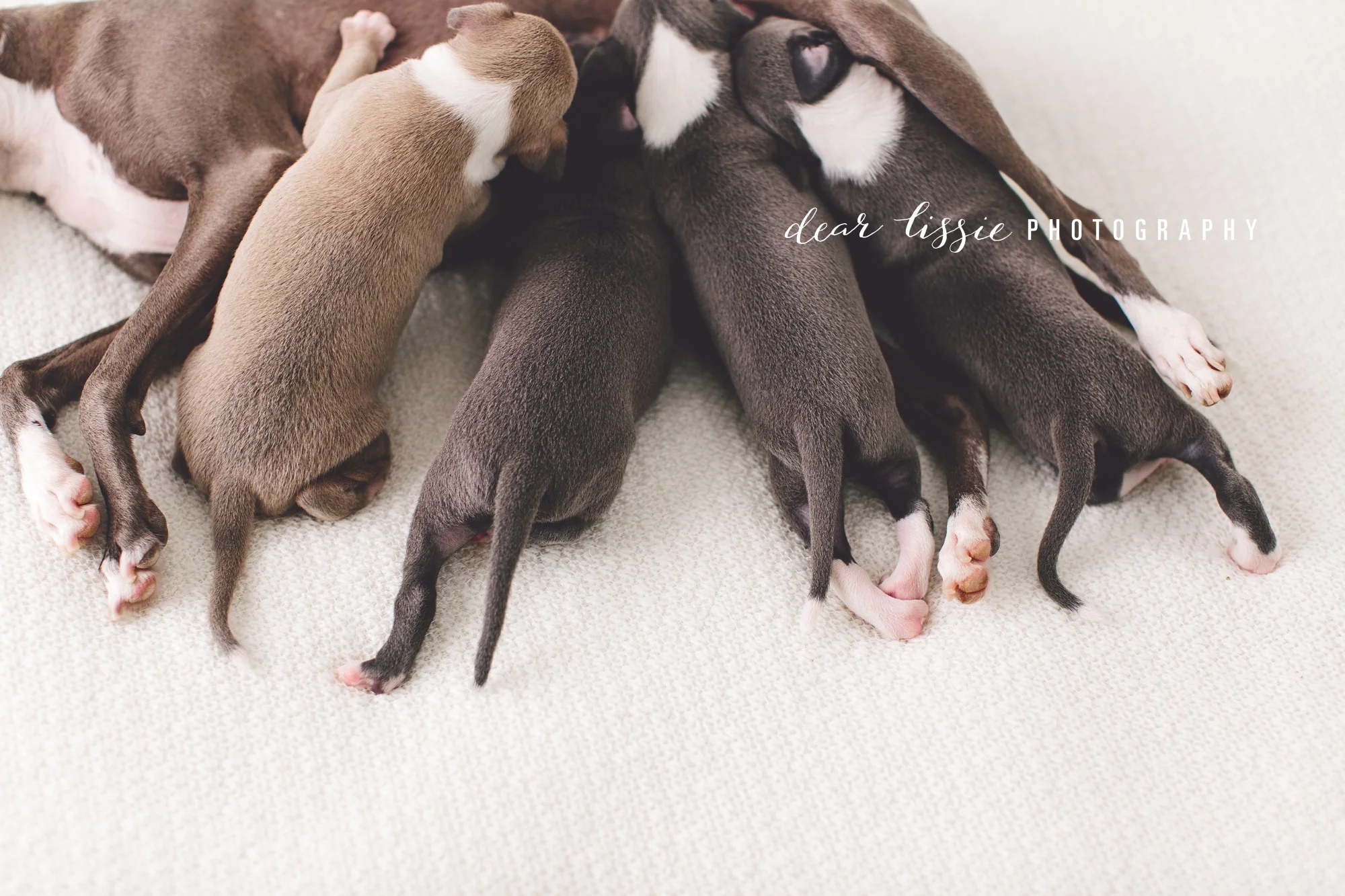 Italian Greyhound Newborn Puppies