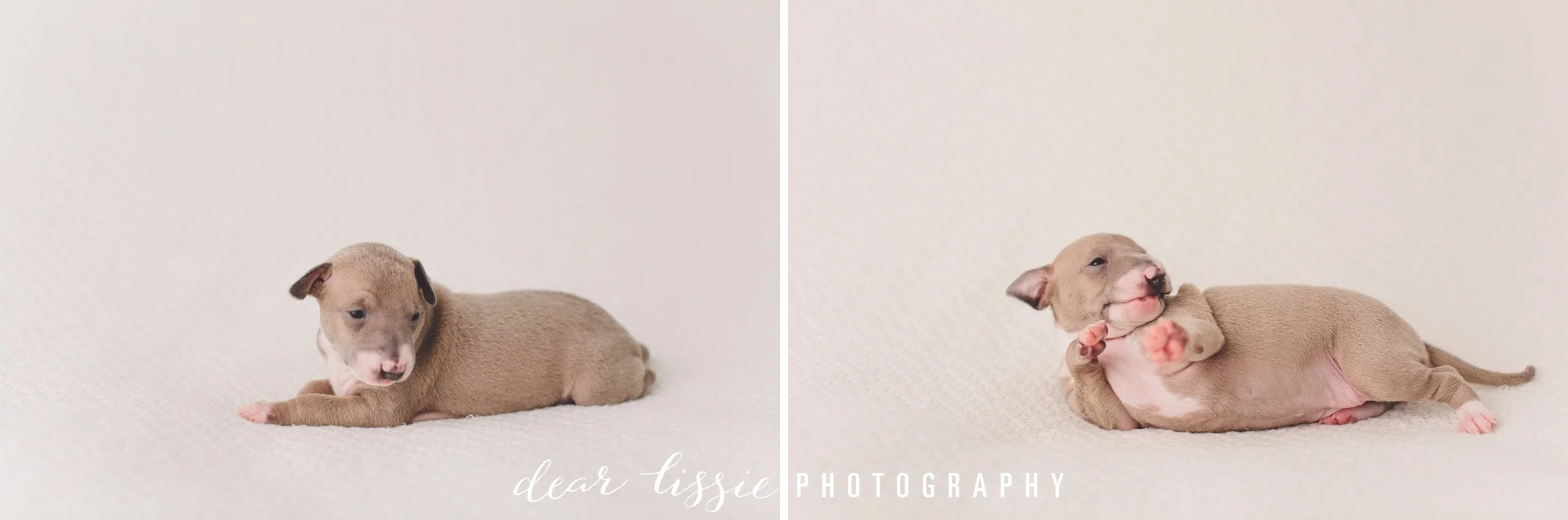 Newborn Italian Greyhound Puppies {Greenville, SC Newborn Photography ...