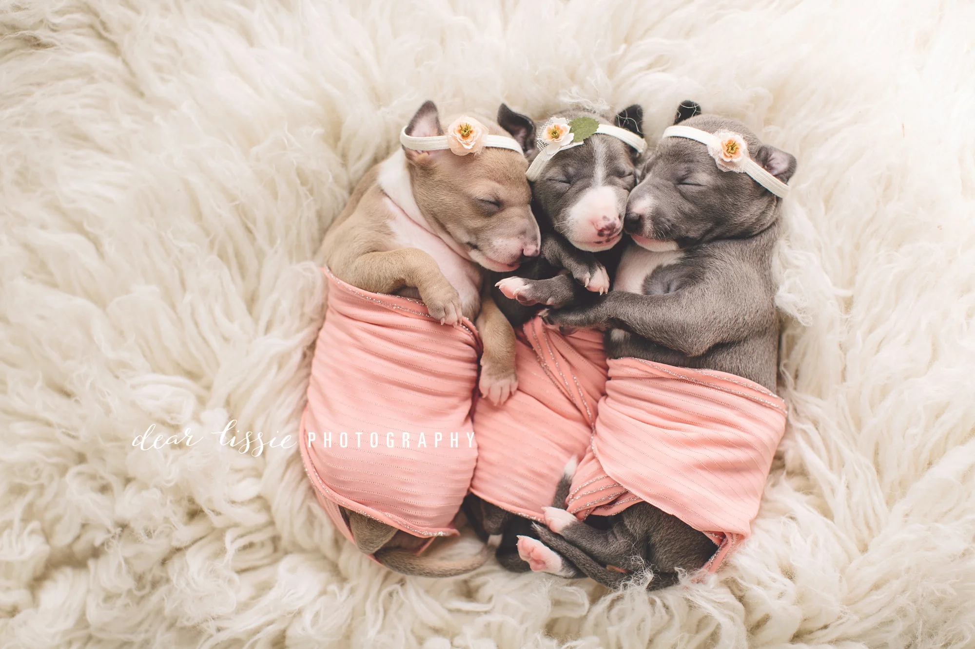 Newborn Italian Greyhound Puppies {Greenville, SC Newborn Photography ...