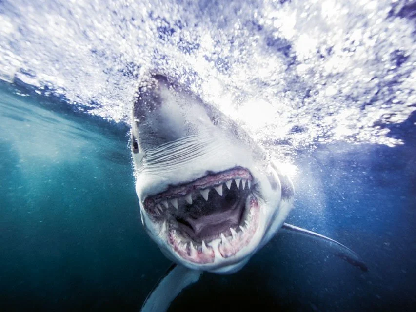 Photographer Swam With Sharks For 10 Years To Capture These Shots ...