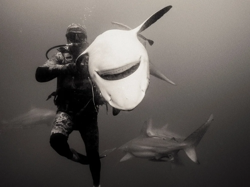 Photographer Swam With Sharks For 10 Years To Capture These Shots ...