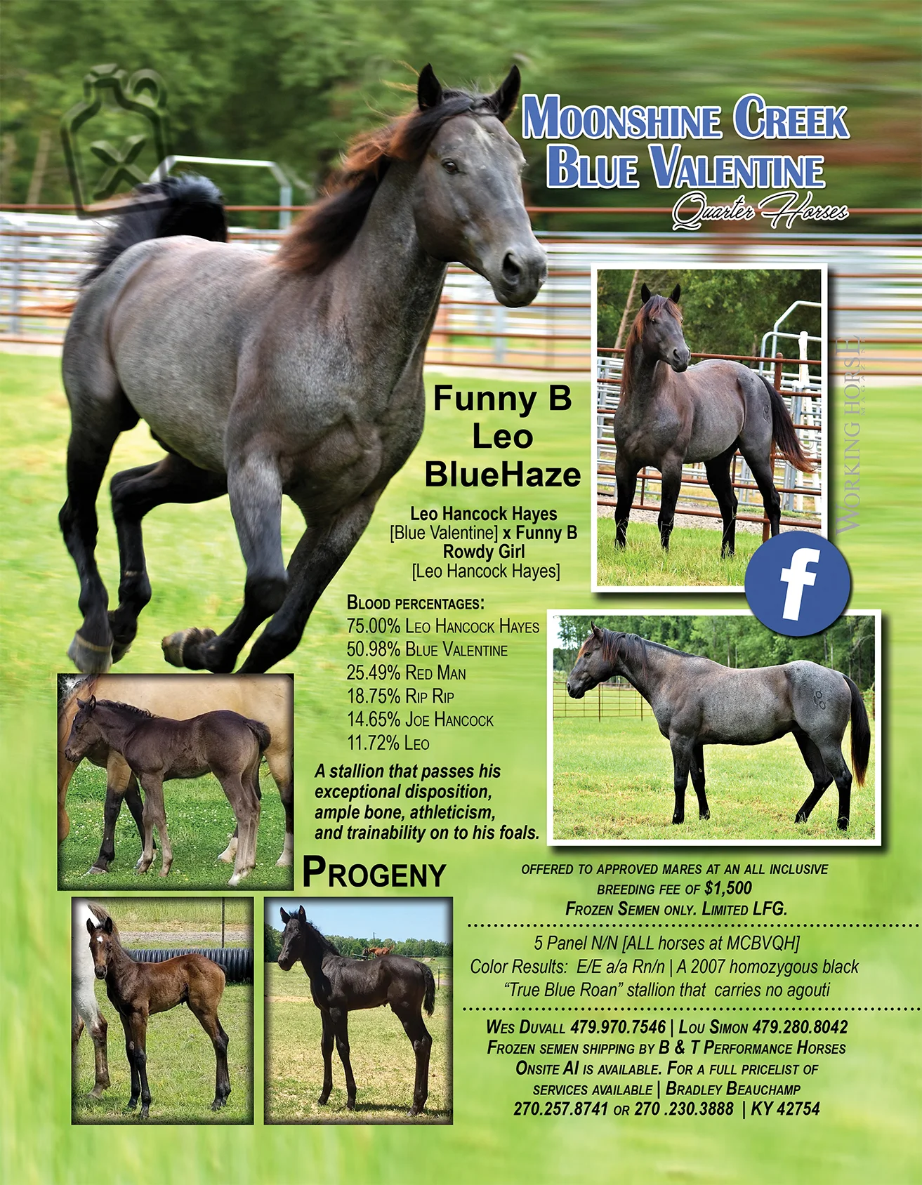 Blue Valentine Horse