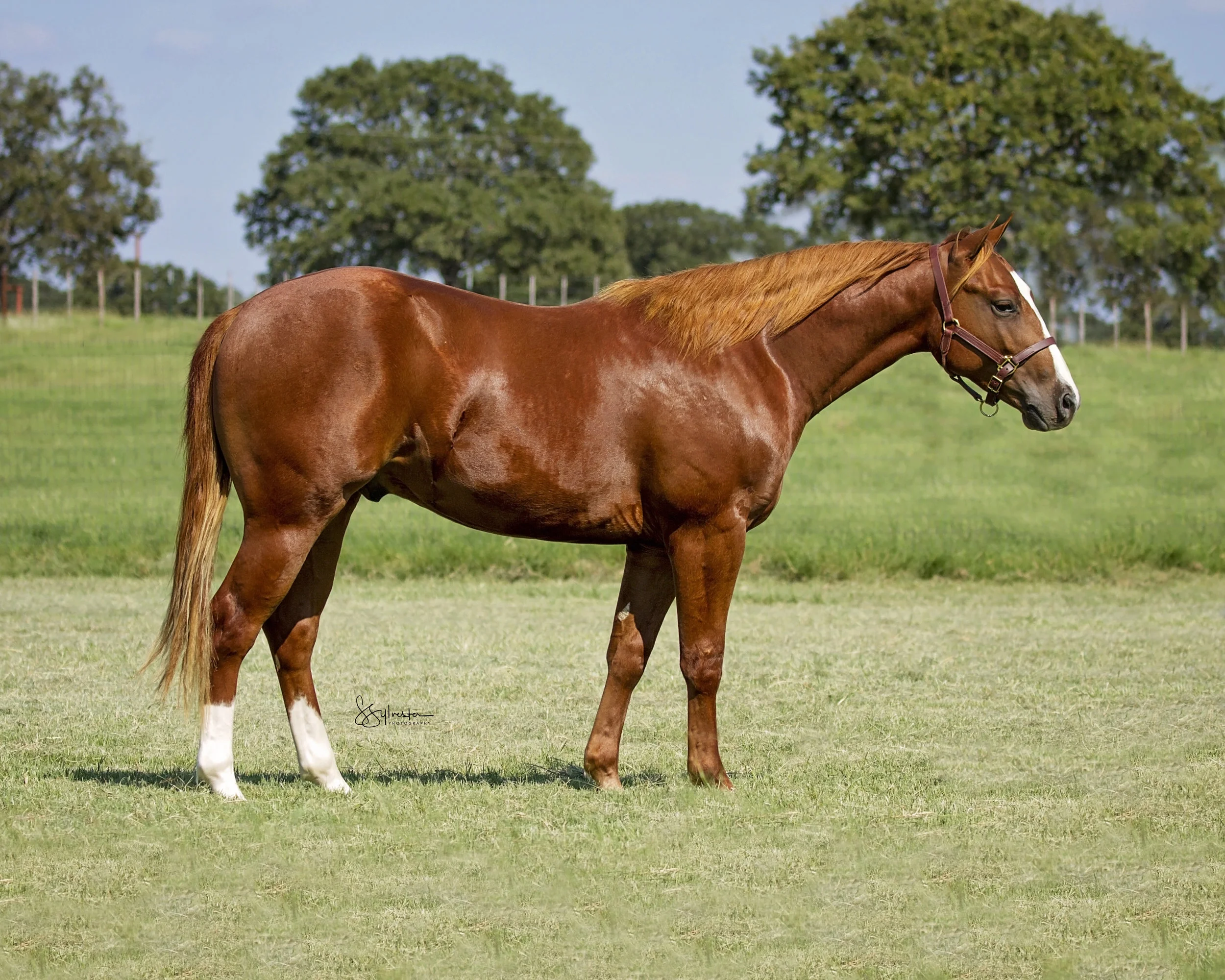 Sorrel Quarter Horse Stallion